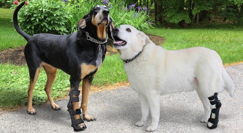 How to Tell If Your Dog's Splint Fits – Walkin' Pets