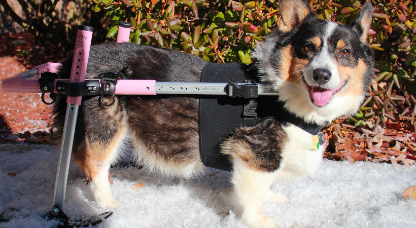 Keep Disabled Pets Moving all Winter with Dog Wheelchair Skis – Walkin ...