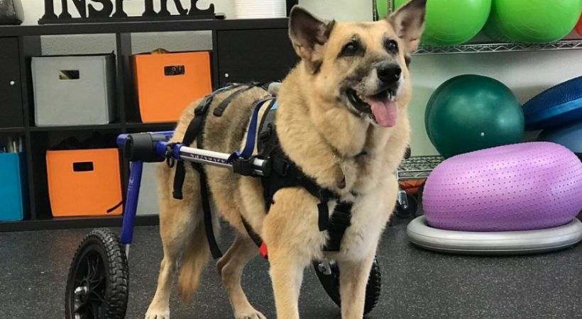 At-Home Exercises for Senior Dogs | Handicapped Pets Blog – Walkin' Pets