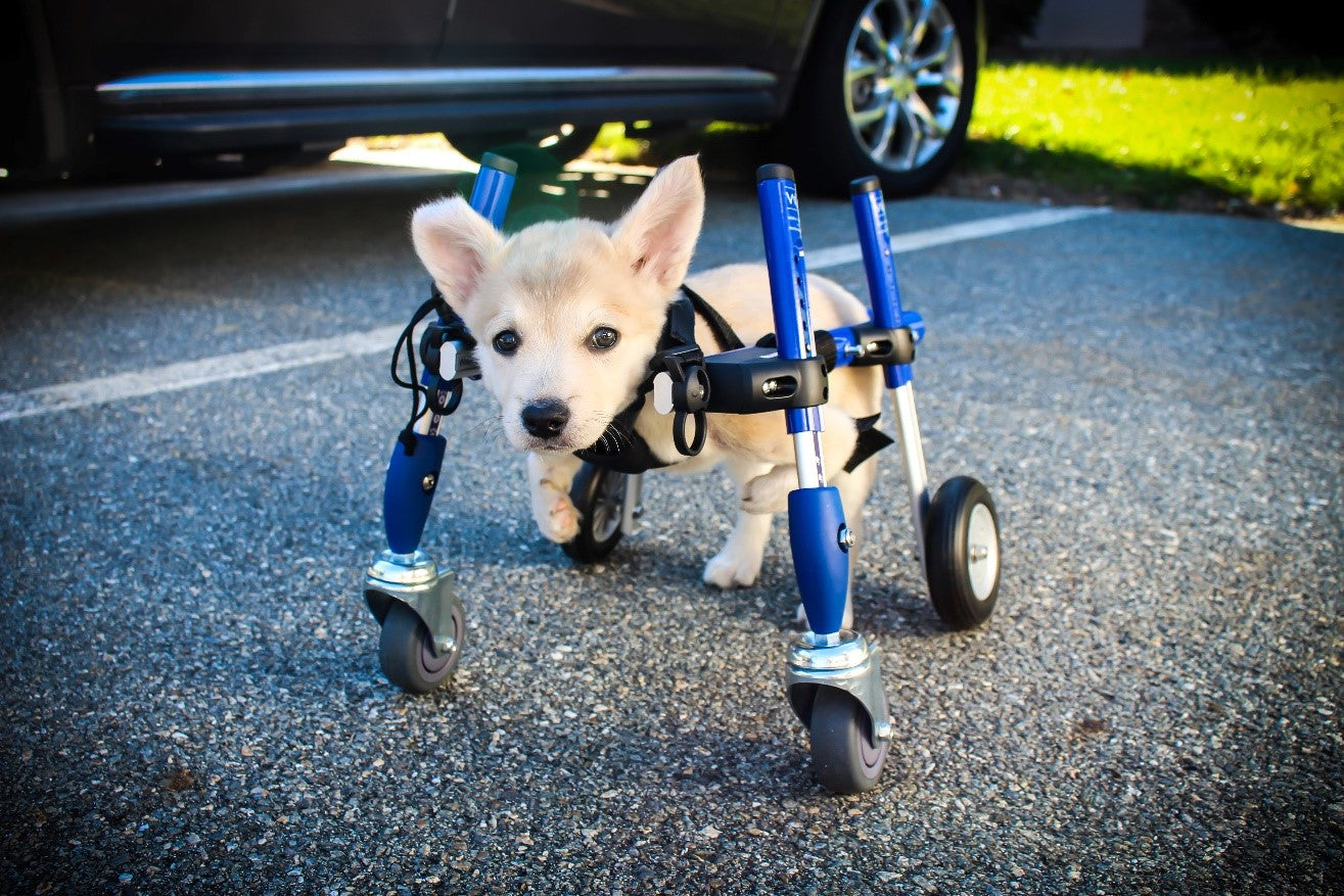 Rescued Husky Puppy Gets New Wheelchair | Handicapped Pets Blog ...