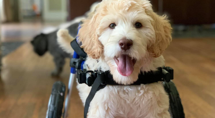 Tips to Design a Playroom for Senior and Handicapped Dogs – Walkin' Pets
