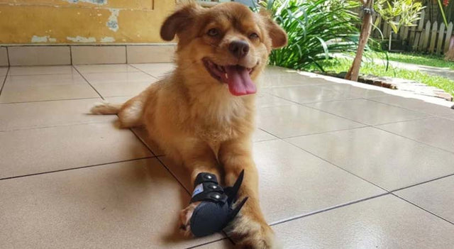 5 Things You Must Know About Dog Splints | Expert Dog Splint Guide ...