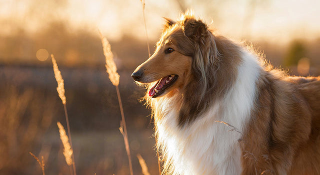 Caring for Your Collie and Understanding Their Health – Walkin' Pets