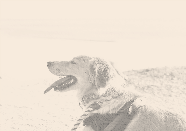 How Can I Manage My Dog’s Spinal Arthritis? – Walkin' Pets