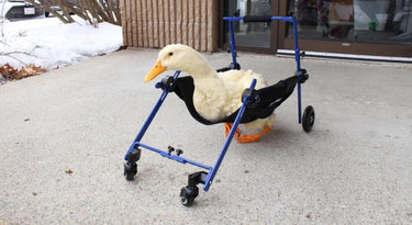 Merlin the Duck Spreads Mobility Awareness | Handicapped Pets Blog ...