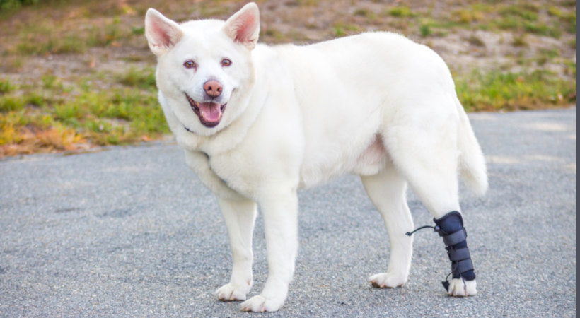 Why a Dog Drags Their Back Paw – Walkin' Pets