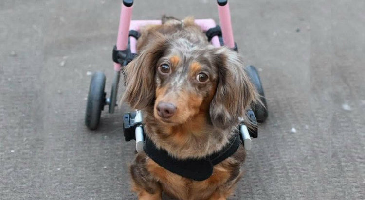 Stages of IVDD in Dogs | Assessing the Severity of IVDD – Walkin' Pets
