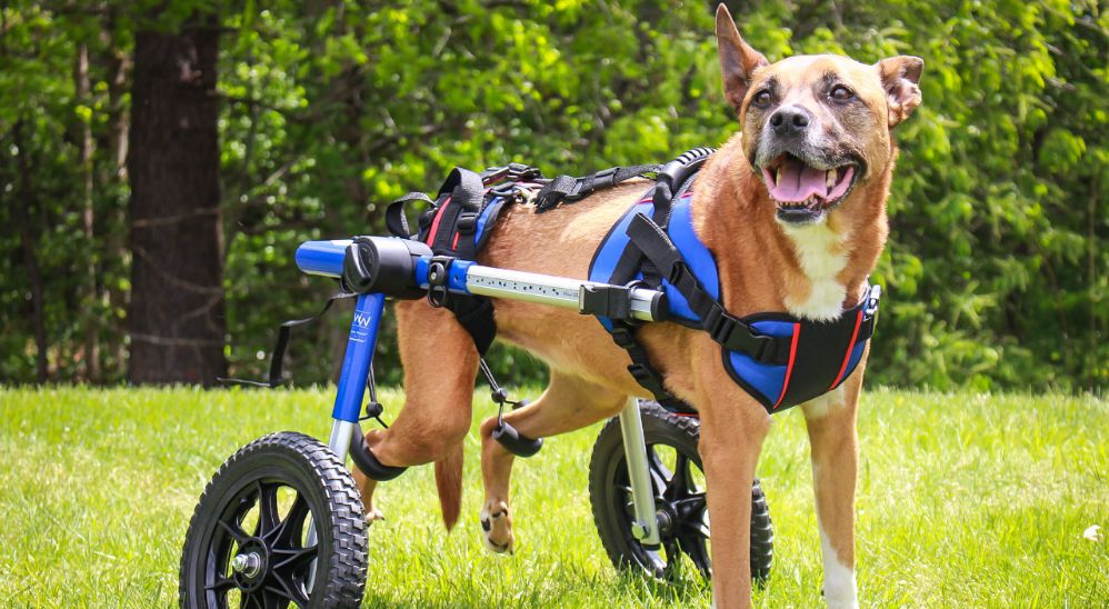 Dog Plays Fetch Again Thanks to New Wheelchair | Walkin' Wheels ...