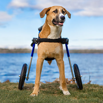 Improving Pet Mobility with Laser Therapy – Walkin' Pets