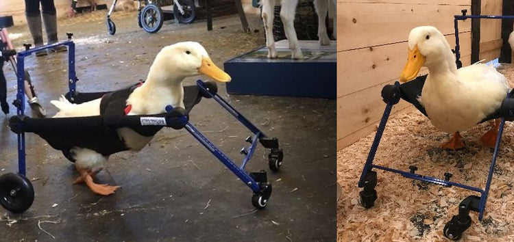 Rescue Duck Gets Custom Duck Wheelchair | Handicapped Pets Blog ...