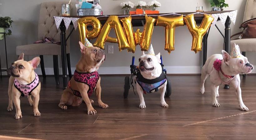 Hosting Your Dog's Birthday Party | Walkin' Pets Blog