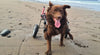 Understanding Leg Tremors and Shaky Legs in Dogs – Walkin' Pets