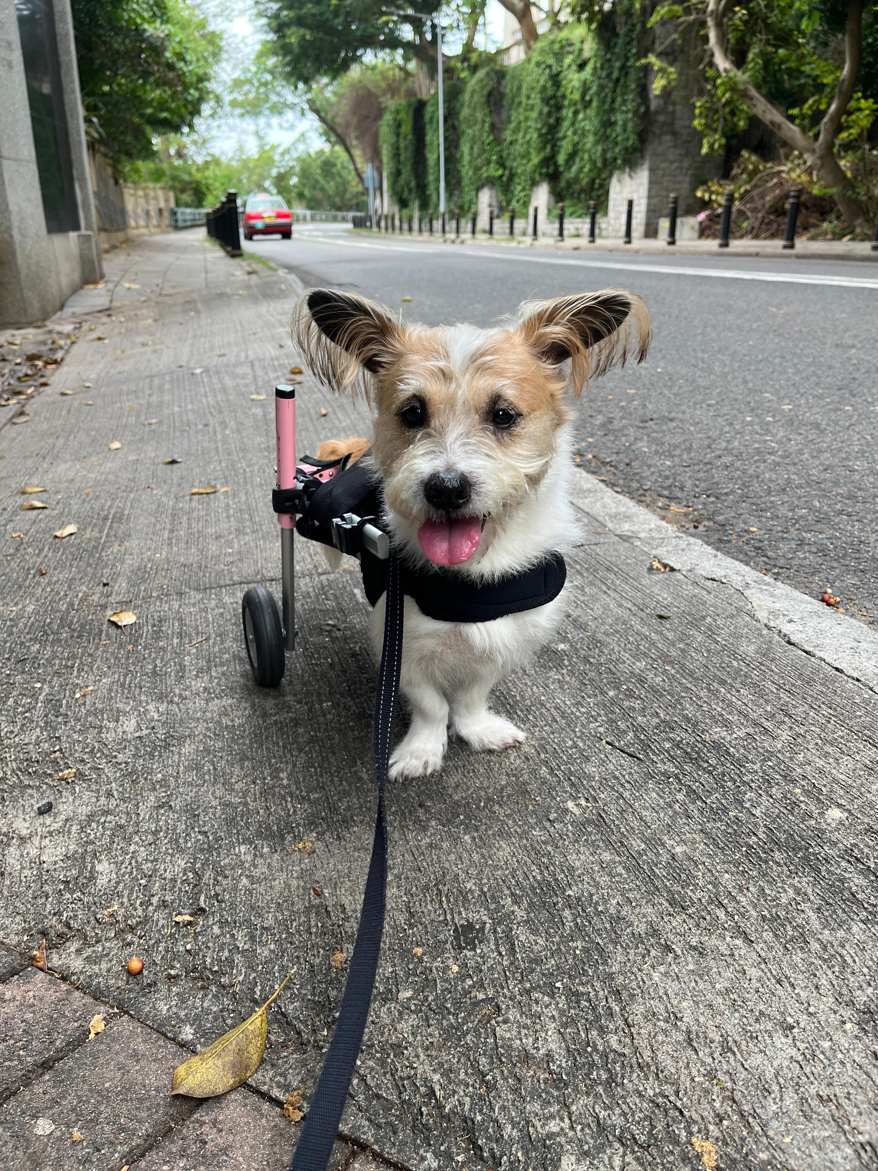 How a Dog's Gait May Change as They Age | Help Your Dog Walk – Walkin' Pets