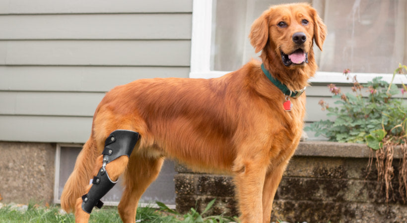 Cruciate Ligament Surgery in Dogs: Everything You Need to Know – Walkin ...
