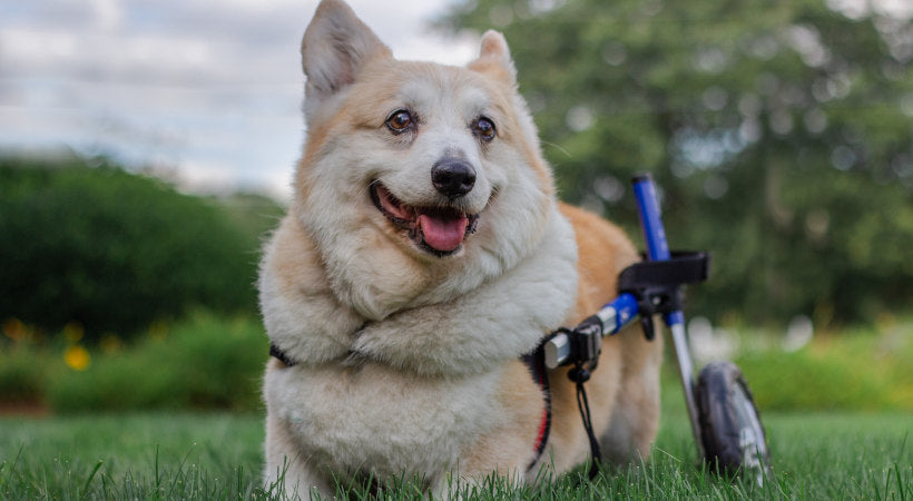 Corgi Back Problems & Mobility Loss: Causes & Solutions – Walkin' Pets