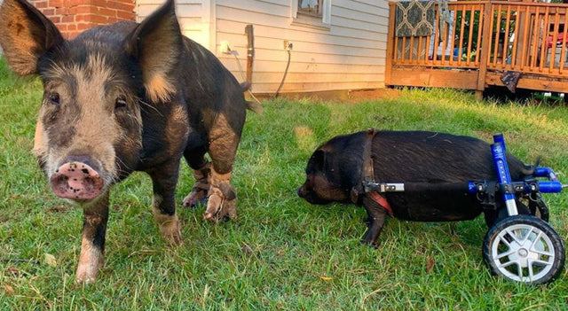 How to Help a Pig with Mobility Issues – Walkin' Pets