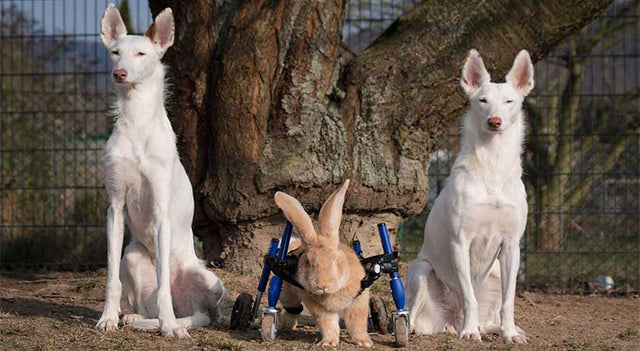 Easy Way to Help Disabled Pet Rabbits | Walkin' Pets