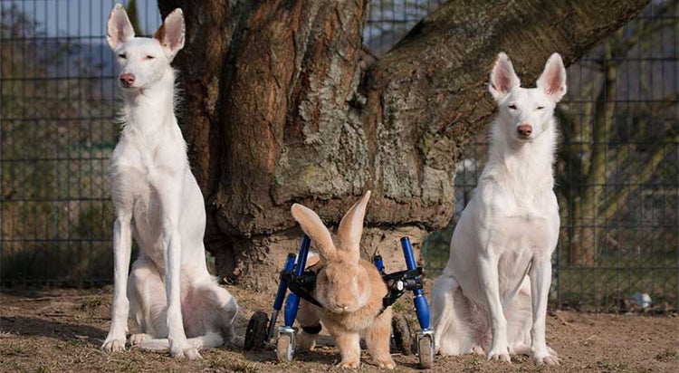 Easy Way to Help Disabled Pet Rabbits | Walkin' Pets