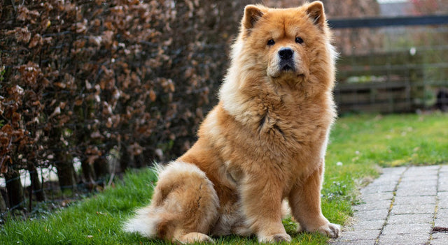 5 Chow Chow Health Problems to Look Out For – Walkin' Pets