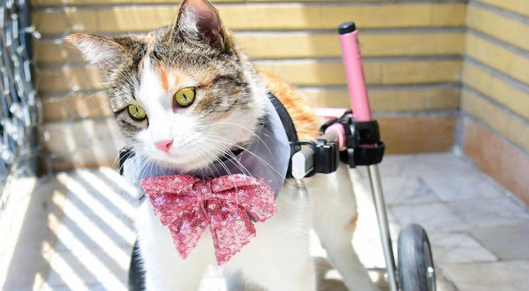 Cerebellar Hypoplasia in Cats | Treatment and Care for Feline CH ...