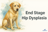 Stages of IVDD in Dogs | Assessing the Severity of IVDD – Walkin' Pets