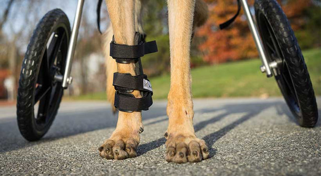 How to Choose the Best Dog Splint | Walkin' Pets