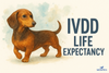 Life Expectancy in Dogs with IVDD: Prognosis & Quality of Life – Walkin ...