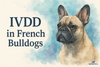 IVDD in French Bulldogs: Prevalence, Early Signs, Stages, Life ...