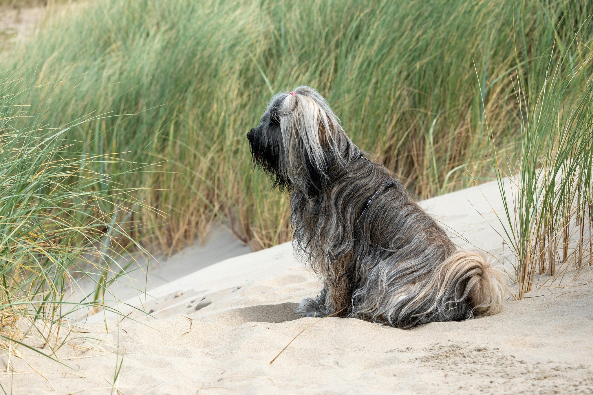 Canine Scoliosis: Spinal Twisting and Scoliosis in Dogs – Walkin' Pets