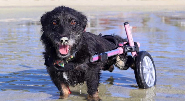 Sudden Paralysis in Dogs: Causes, Symptoms, and Treatment – Walkin' Pets