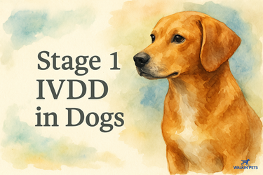 Stage 1 IVDD in Dogs: Symptoms, Treatment, Recovery Time – Walkin' Pets