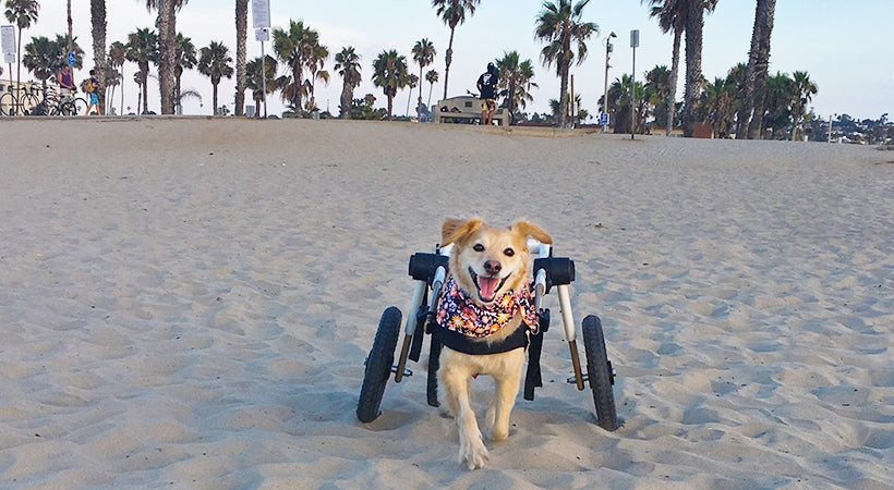 Disabled Dog with the Super Smile Is a Winner! | Walkin' Pets