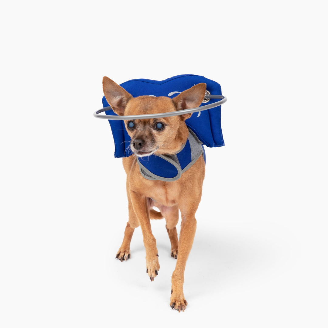 How Do Dogs Go Blind?: Causes of Vision Loss in Dogs – Walkin' Pets