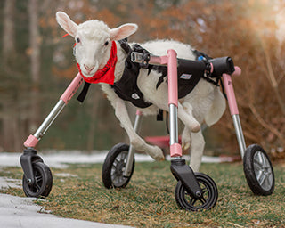 Walkin' Wheels® Front Attachment | Walkin' Wheels | Walkin' Pets
