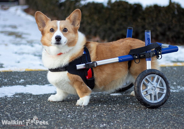 Dog Wheelchair For Corgis | Walkin' Wheels Corgi Cart | Walkin' Pets