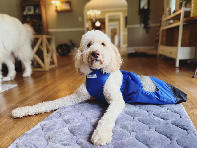 Drag Bag | Walkin' Drag Bag | Dog Drag Bag | Walkin' Pets