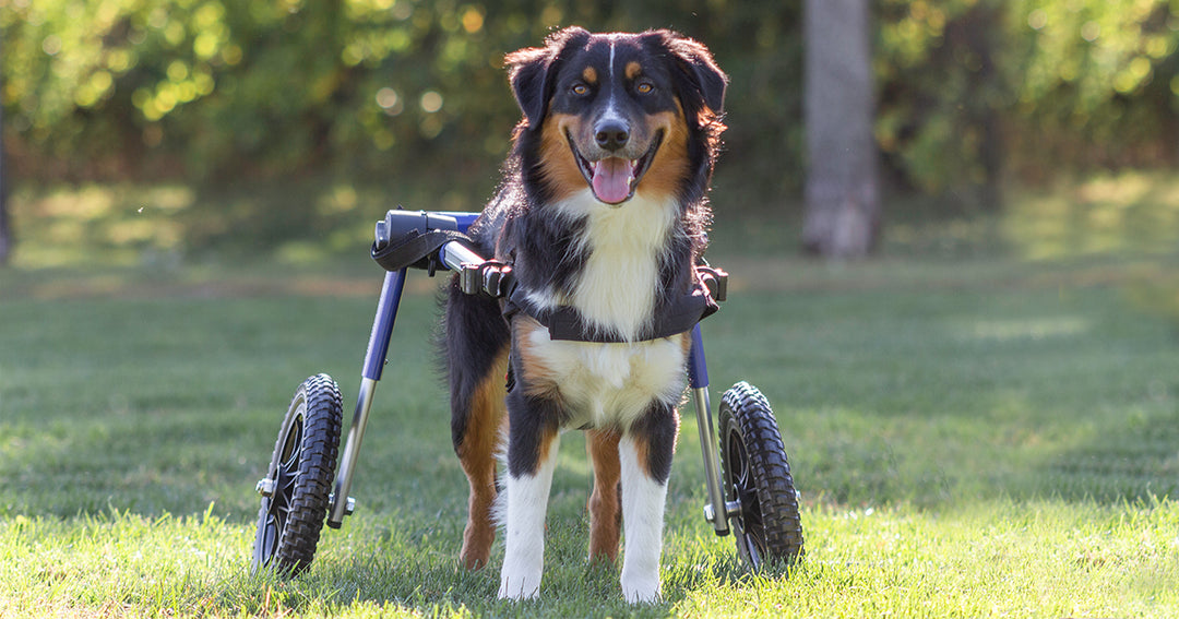 Full Support Med/Large Dog Wheelchair | Walkin' Wheels – Walkin' Pets