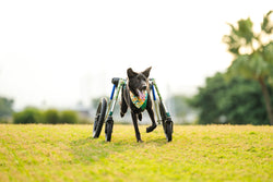 Full Support Medium Dog Wheelchairs | Walkin' Wheels – Walkin' Pets