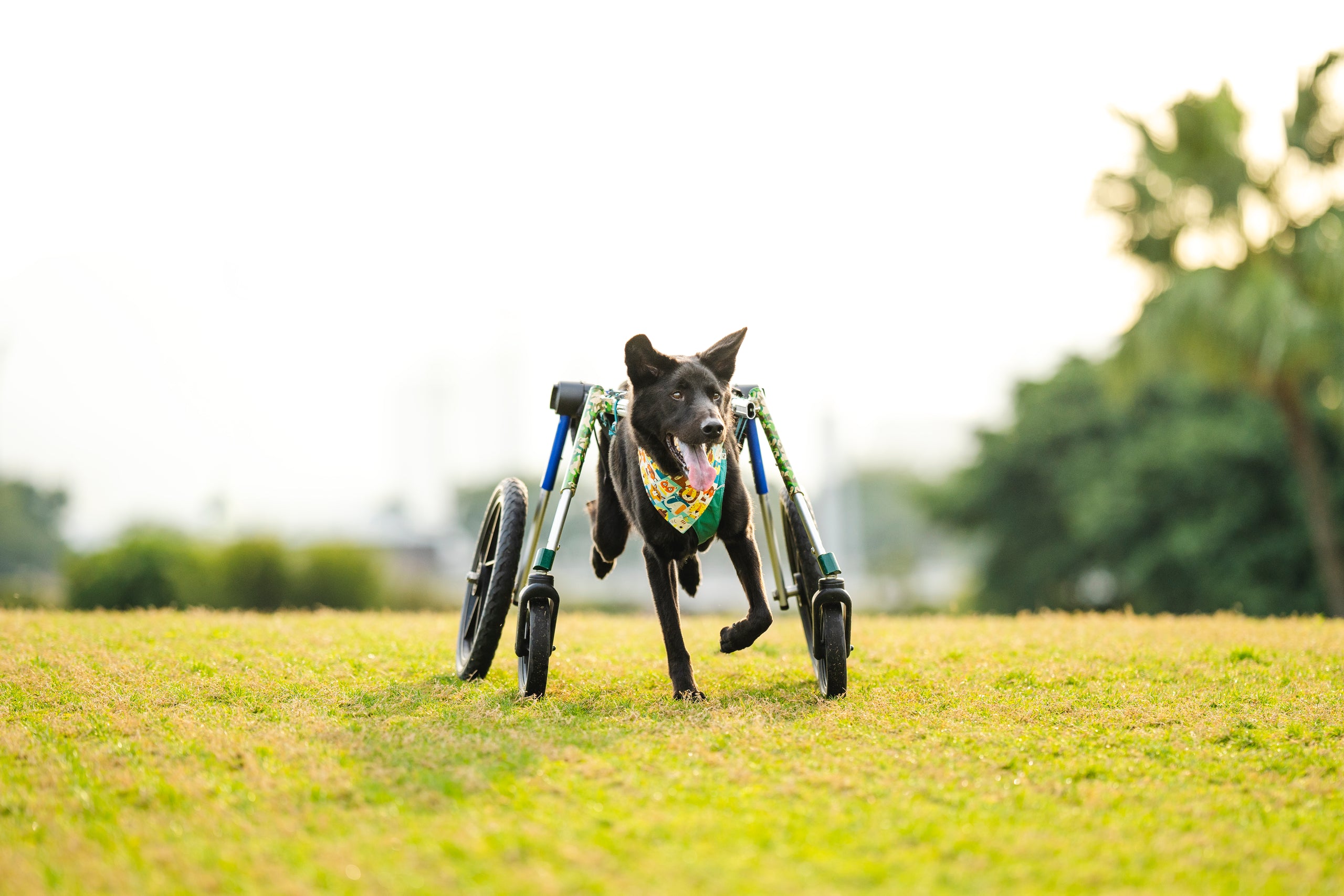 Full Support Medium Dog Wheelchairs | Walkin' Wheels – Walkin' Pets