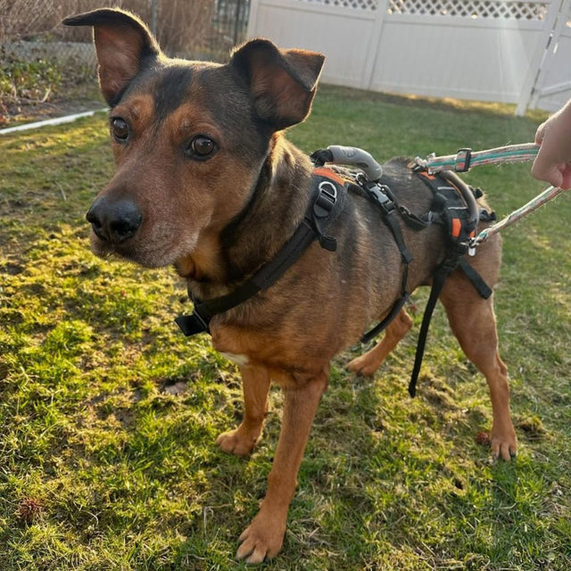 Help 'Em Up Harness – Walkin' Pets