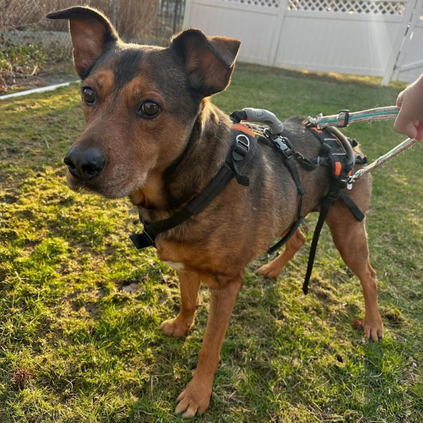 Help 'Em Up Harness – Walkin' Pets