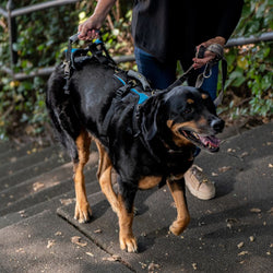 Help 'Em Up Harness – Walkin' Pets