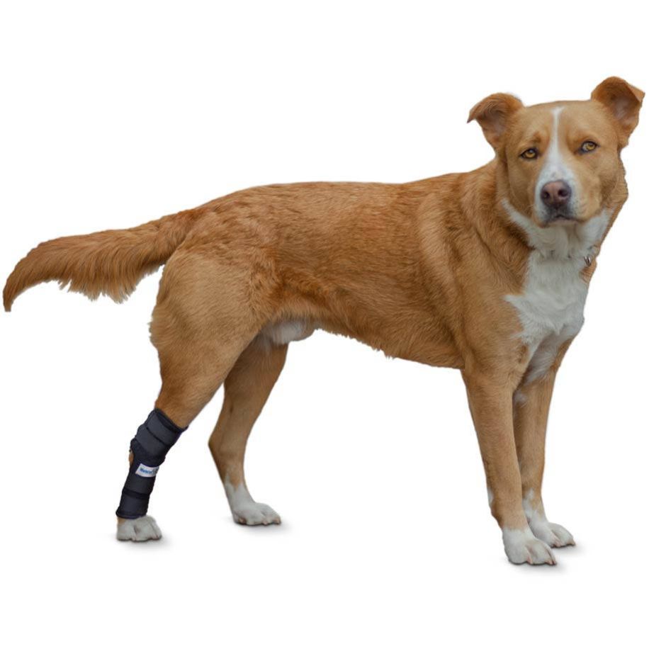 Extended Dog Hock Wrap | Dog Hock Support | Walkin' Pets