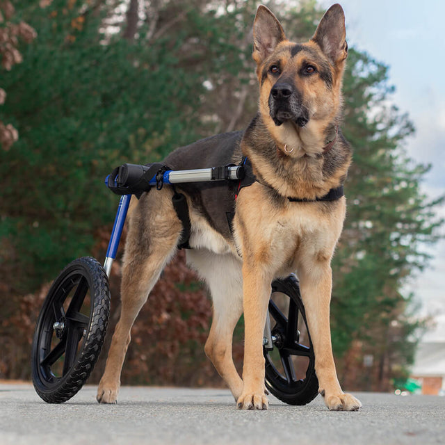 Equipment for Disabled Dogs | Carts for Disabled Dogs – Walkin' Pets
