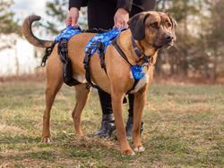 How to Carry a Large Dog in an Emergency – Walkin' Pets