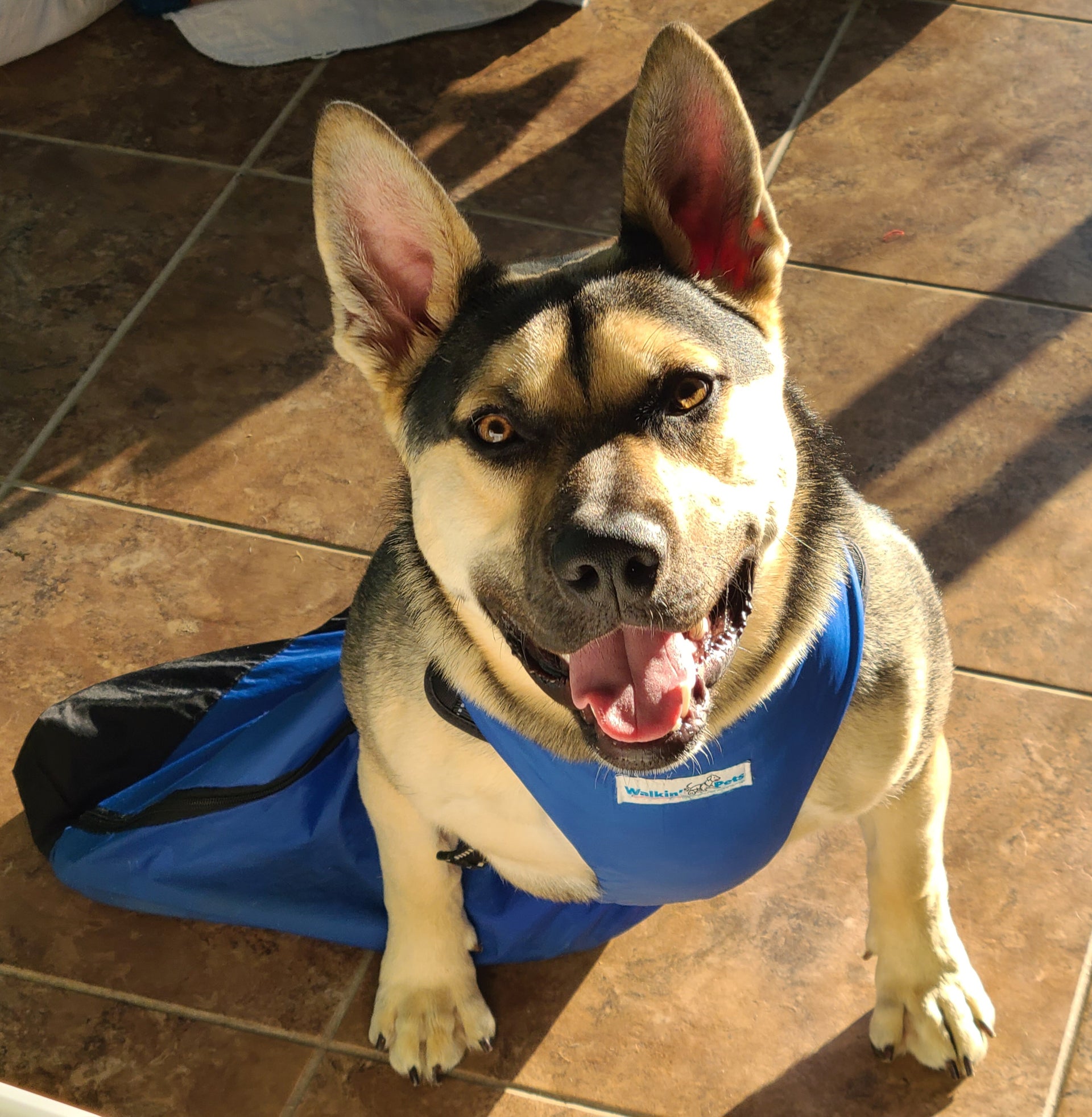 Drag Bag | Walkin' Drag Bag | Dog Drag Bag | Walkin' Pets