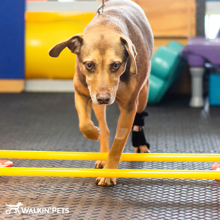 No-Knuckling Training Sock | Dog Dragging Back Paws | Walkin' Pets