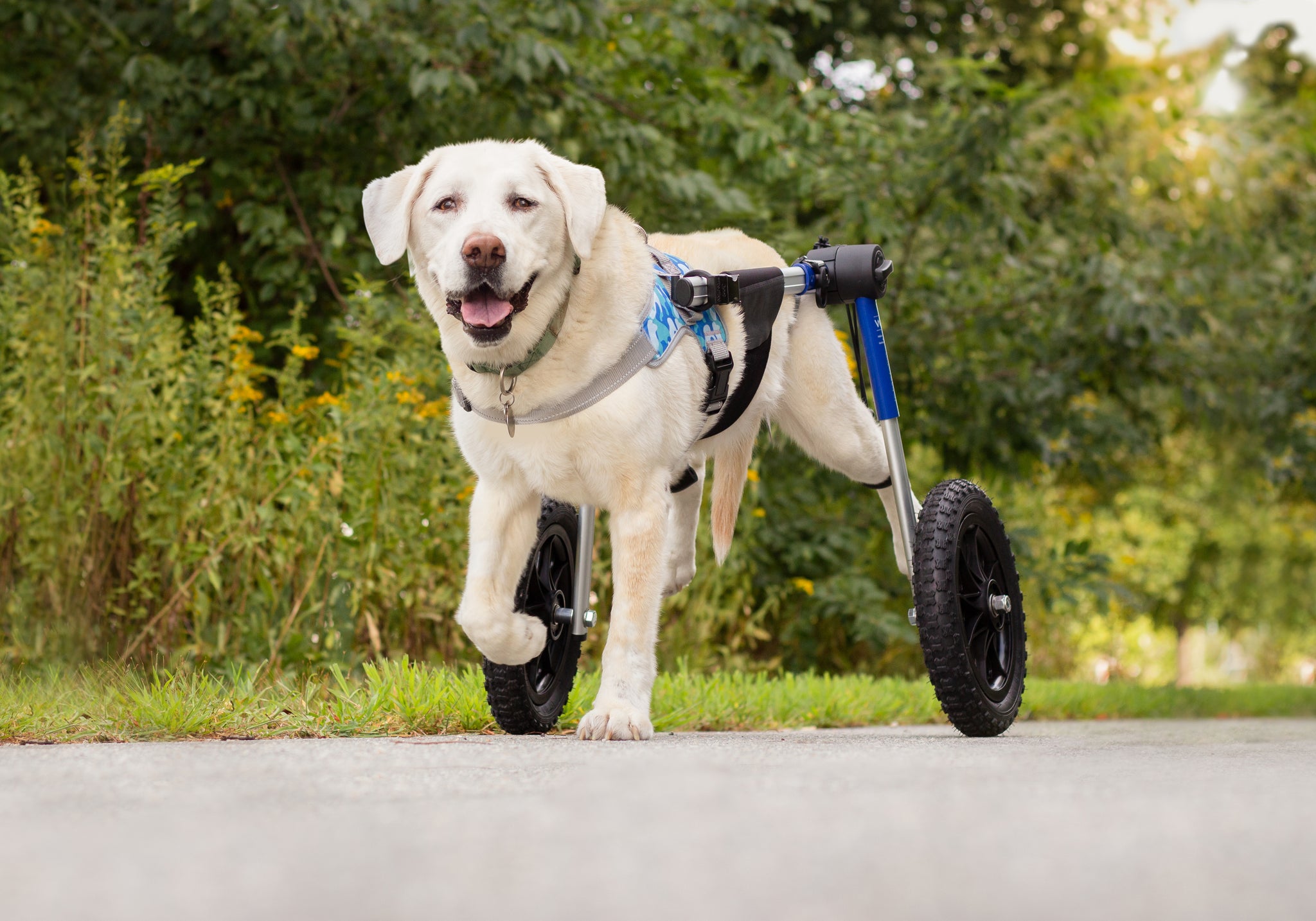 Used Wheelchairs – Walkin' Pets