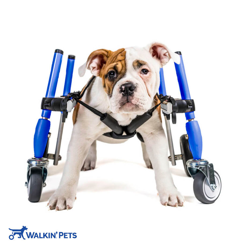 Full Support Dog Wheelchairs for Dachshunds & Other Small Dogs – Walkin ...