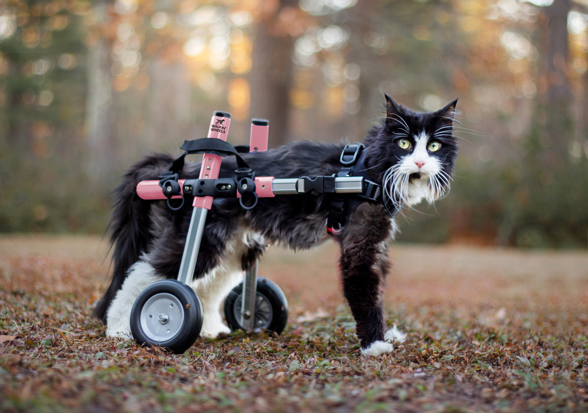Cat Wheelchair | Walkin' Wheels Wheelchair for Cats | Walkin' Pets